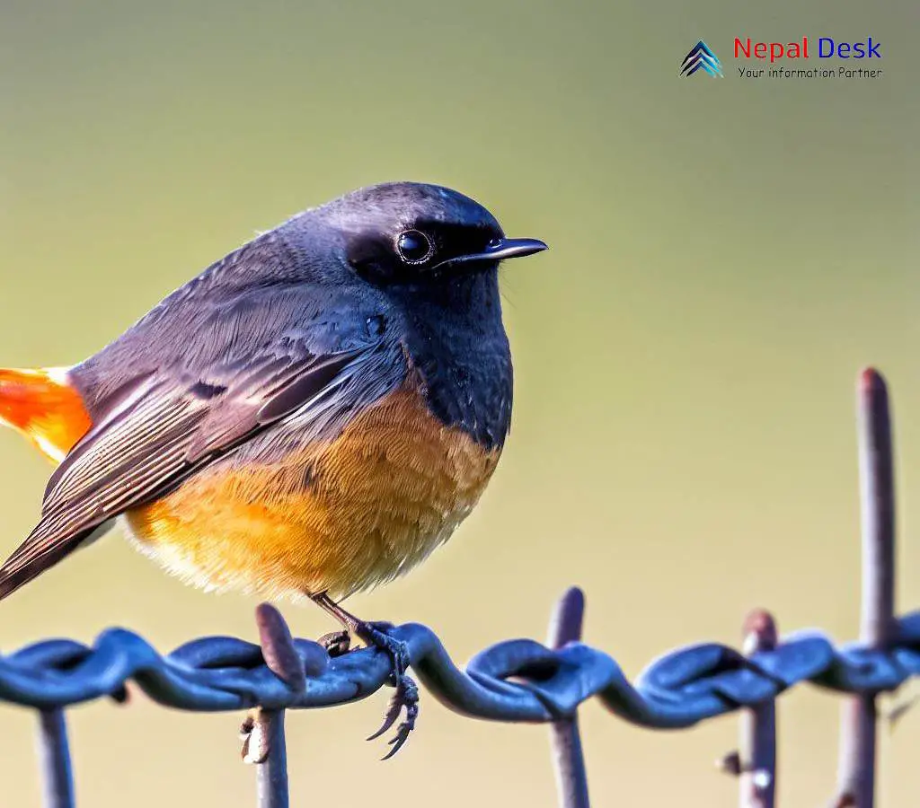 Black Redstart | Nepal Desk